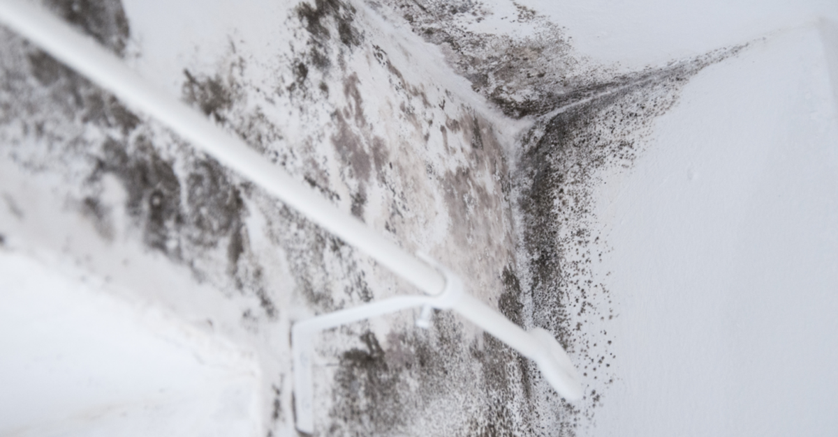 Is it Mould or Mildew? How to tell the difference. | Is it Mould or ...