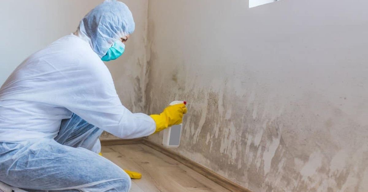 The Hazardous Reality of Mould Contamination and Safe Elimination ...