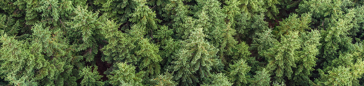 Best Practice Carbon Pledge Measurement and Reporting | Findex