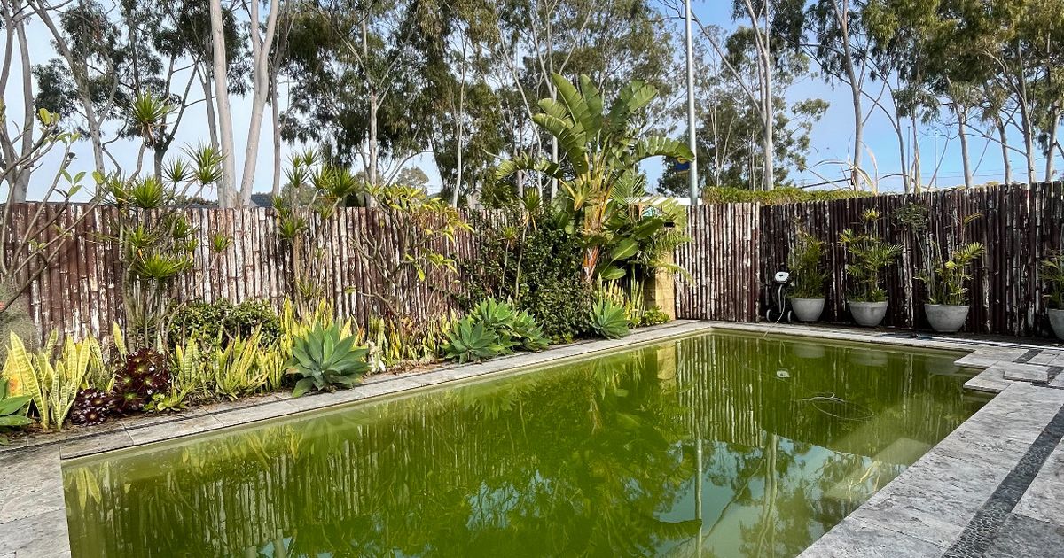 How To Get Rid of Algae In Your Pool Quickly