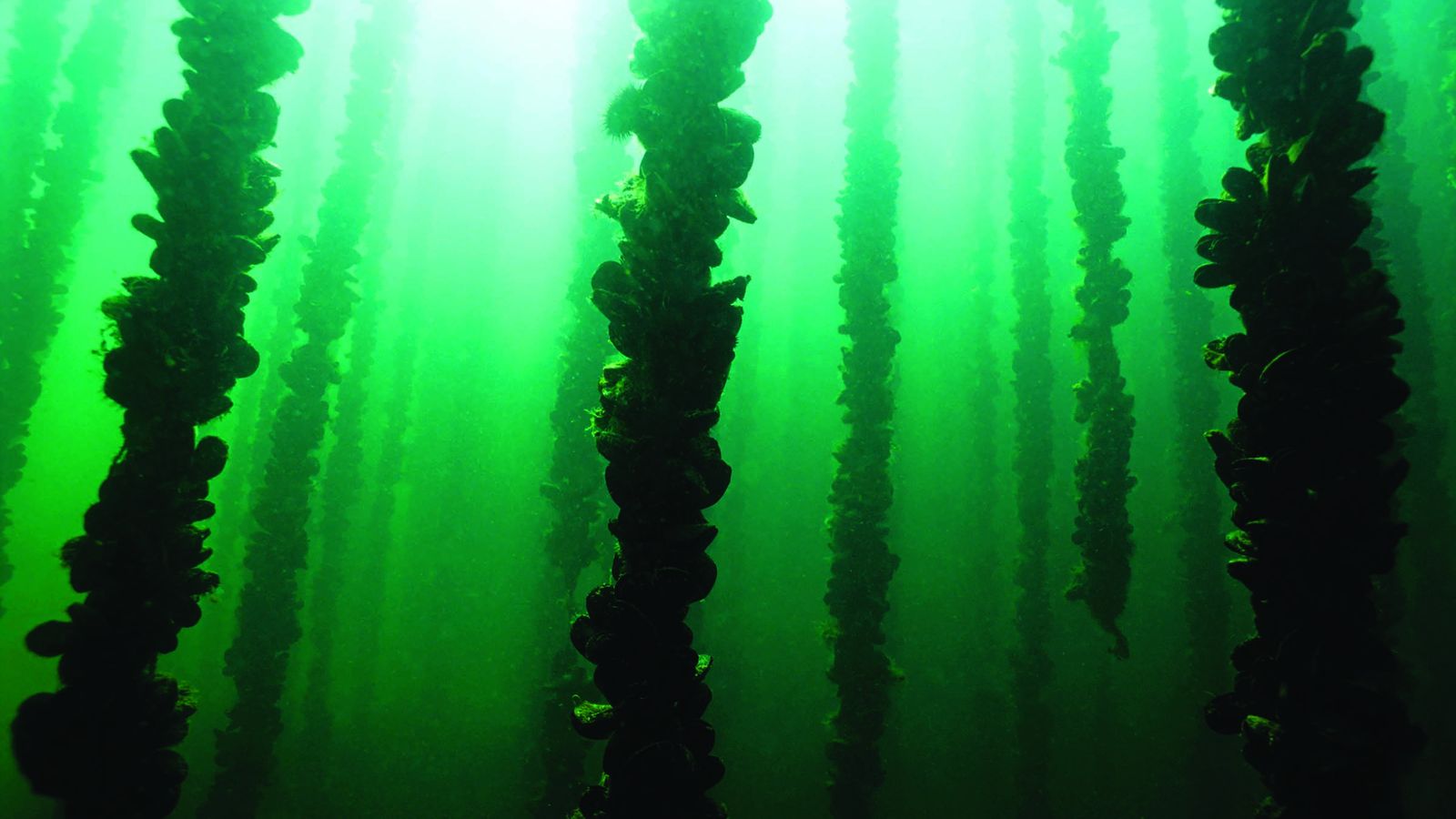 Mighty Mussel Magic - ChristchurchNZ.com | ChristchurchNZ.com