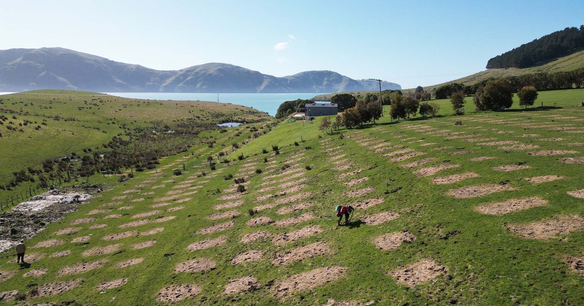 MyNativeForest - ChristchurchNZ.com | ChristchurchNZ.com