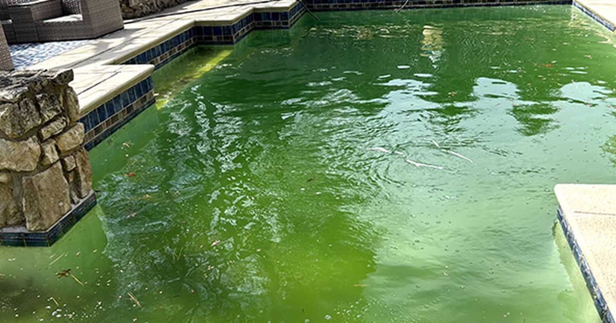 Green Pool Clean‑Up Service for Healthy and Clear Water